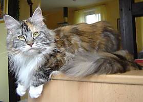 www.mcats.de | Maine Coon Breederlist, Healthdatabase and more